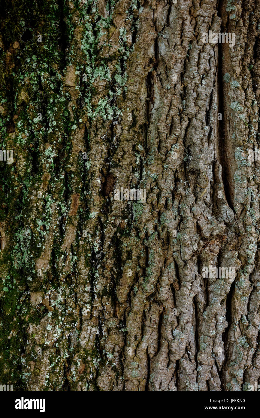 Quercus cortex hi-res stock photography and images - Alamy