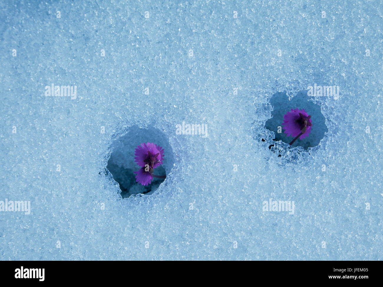 Ice little bells hi-res stock photography and images - Alamy