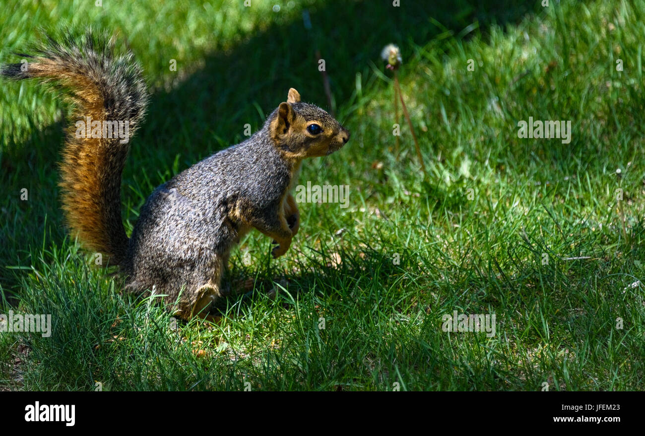 A squirrel sitting on hind legs, paws, preparing to jump. Green grass ...