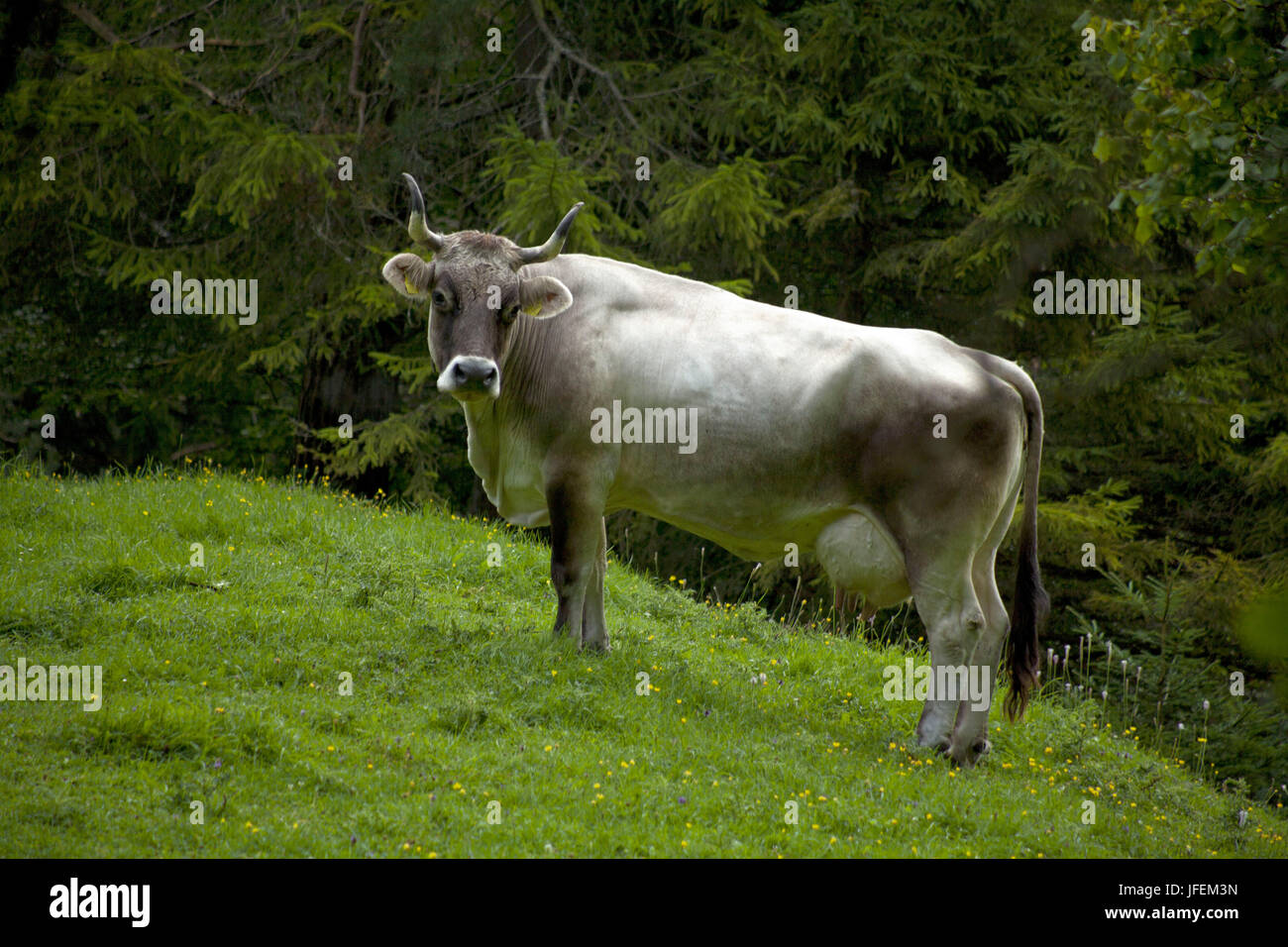 Grey cattle hi-res stock photography and images - Alamy