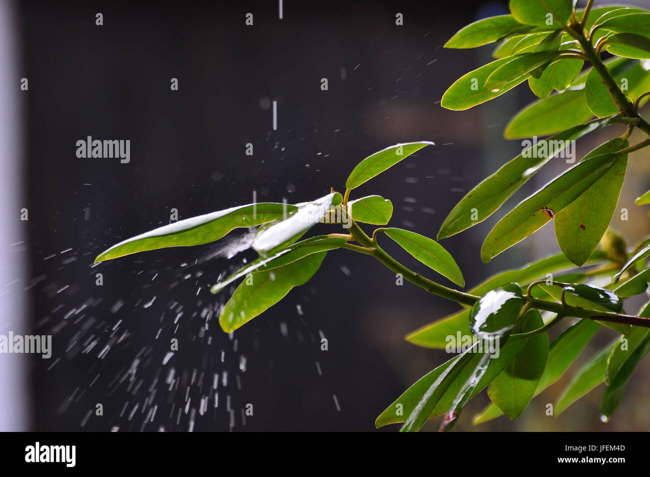 Drops of water, shatter, leaves Stock Photo - Alamy