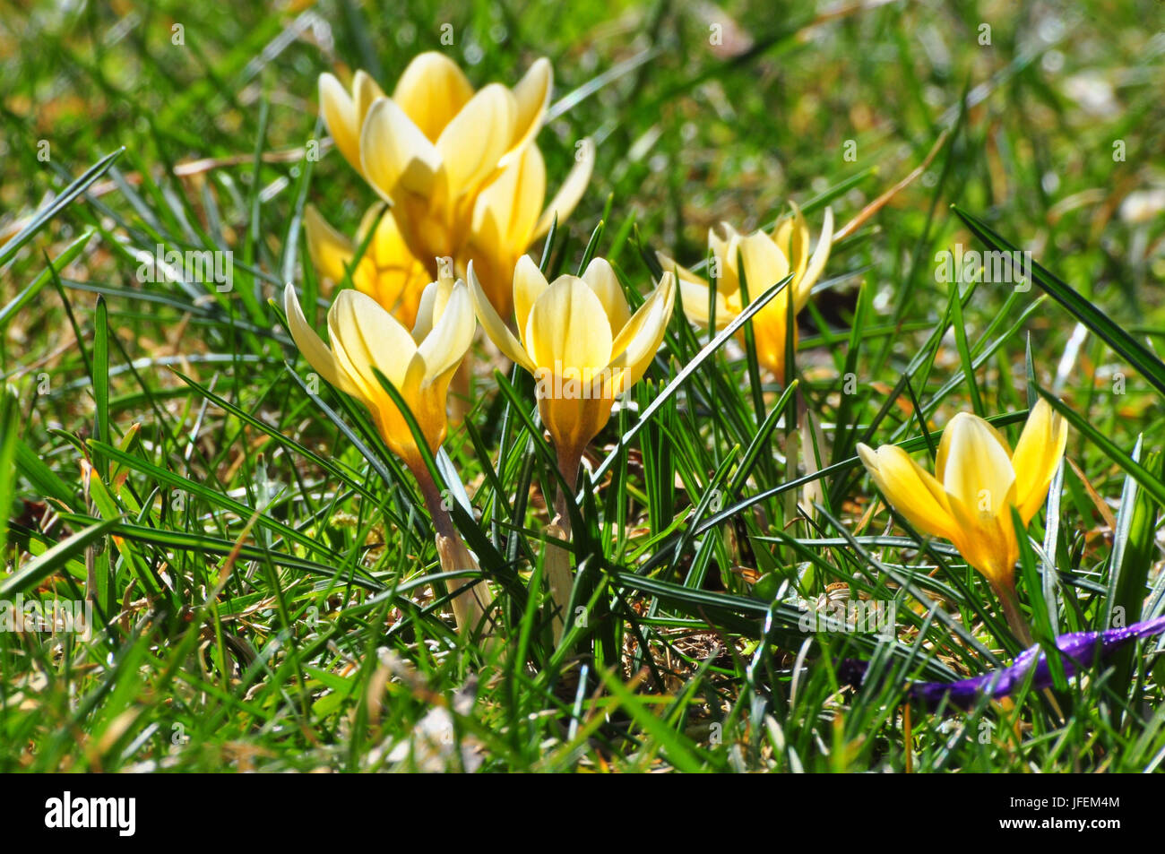 Botany, crocus, yellow Stock Photo - Alamy