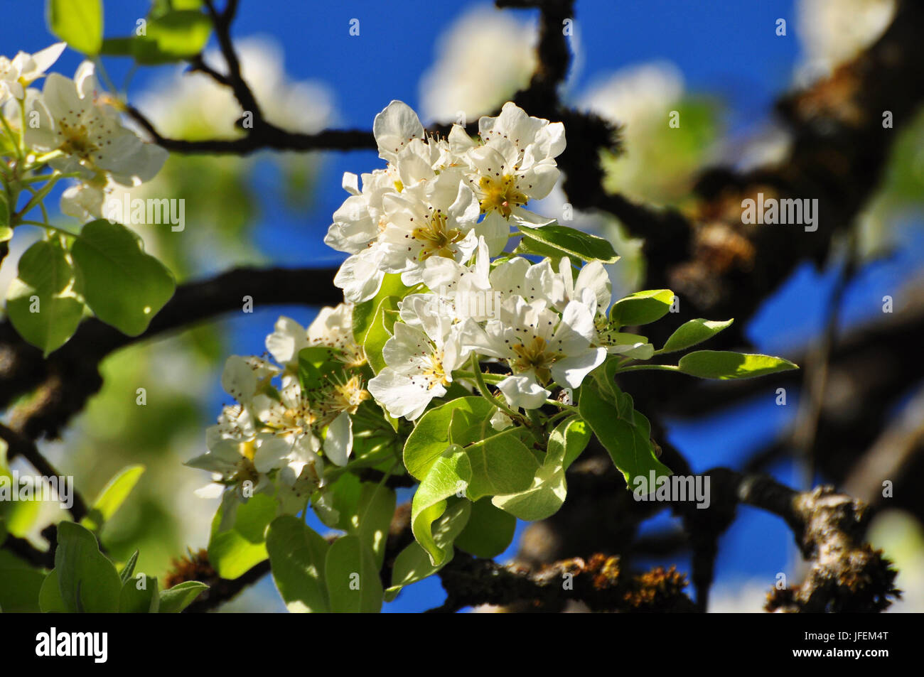 Botany, flowering branch, apple-tree Stock Photo - Alamy