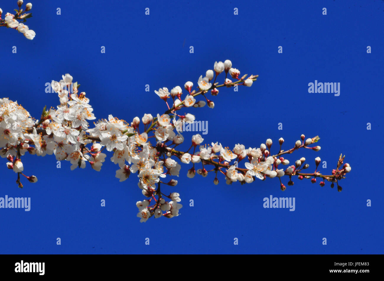 Botany, flowering branch, cherry tree Stock Photo - Alamy