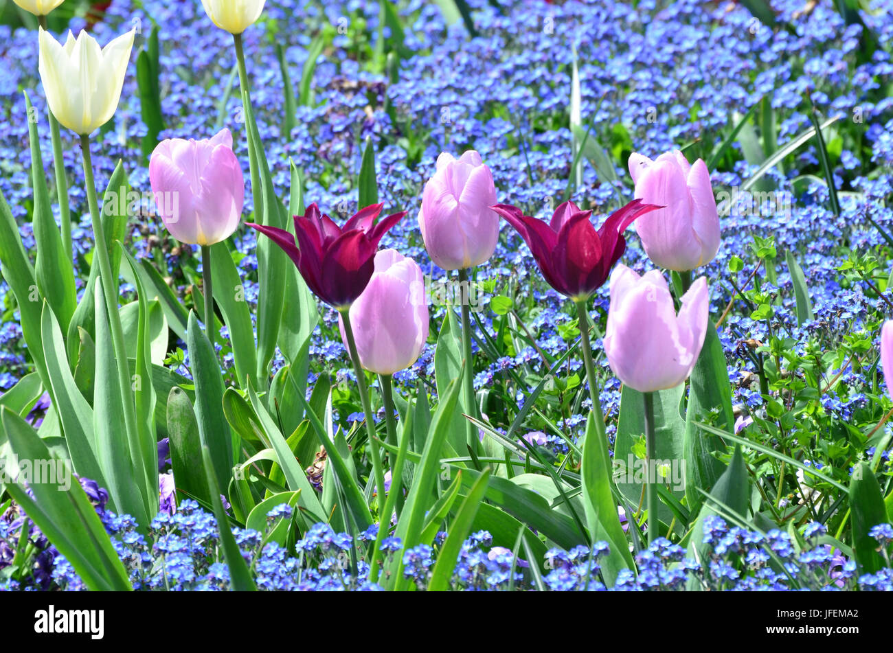 Botany, park, tulips, hyacinths Stock Photo - Alamy