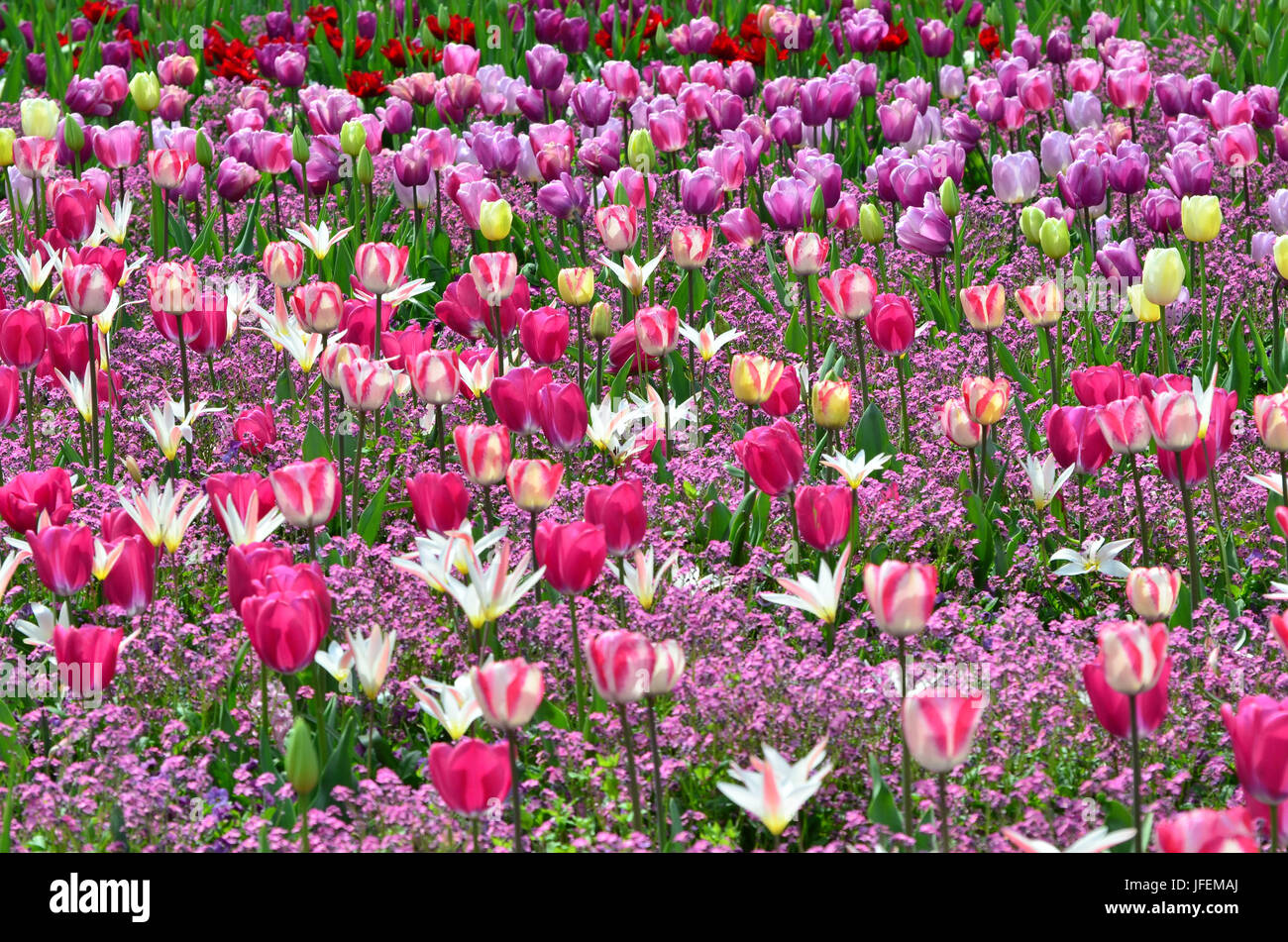 Botany, park, tulips, multicolored Stock Photo - Alamy