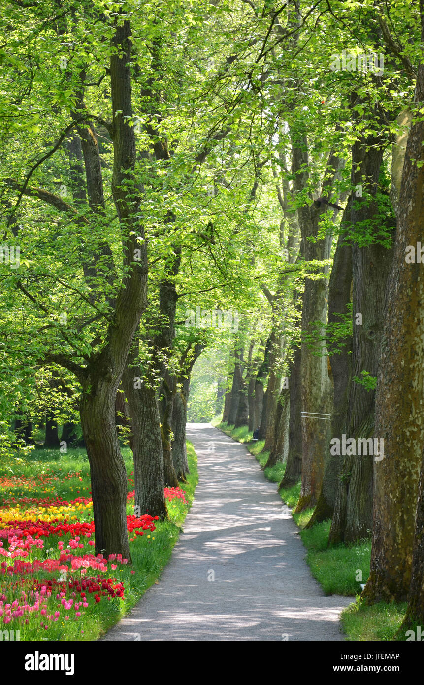Botany, park, way, lime trees Stock Photo - Alamy