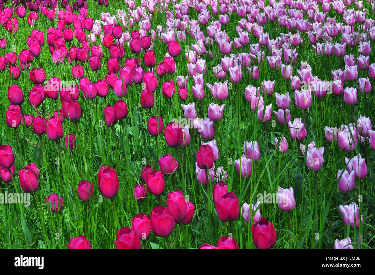 Botany, park, tulips, multicolored Stock Photo - Alamy