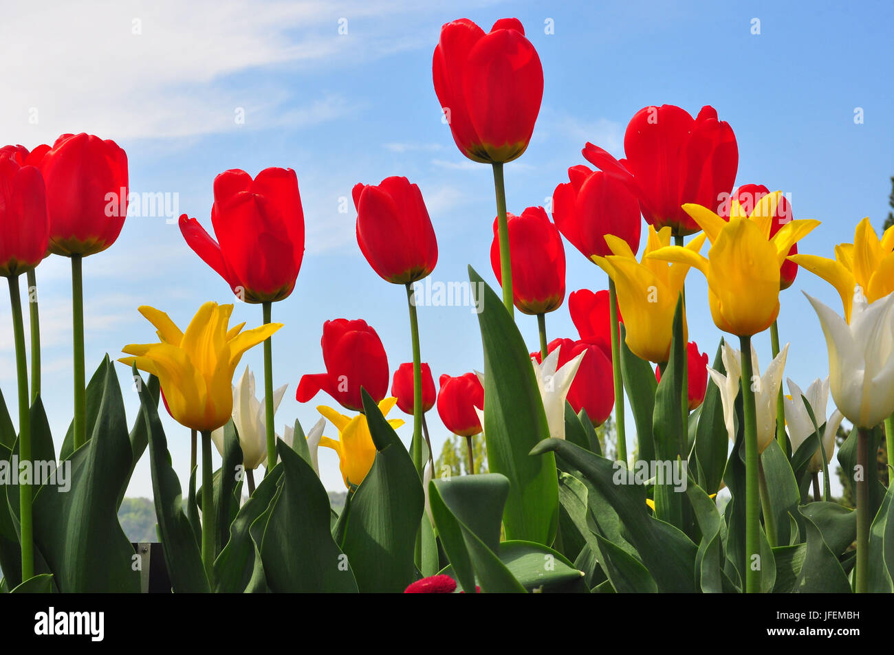 Botany, park, tulips Stock Photo - Alamy