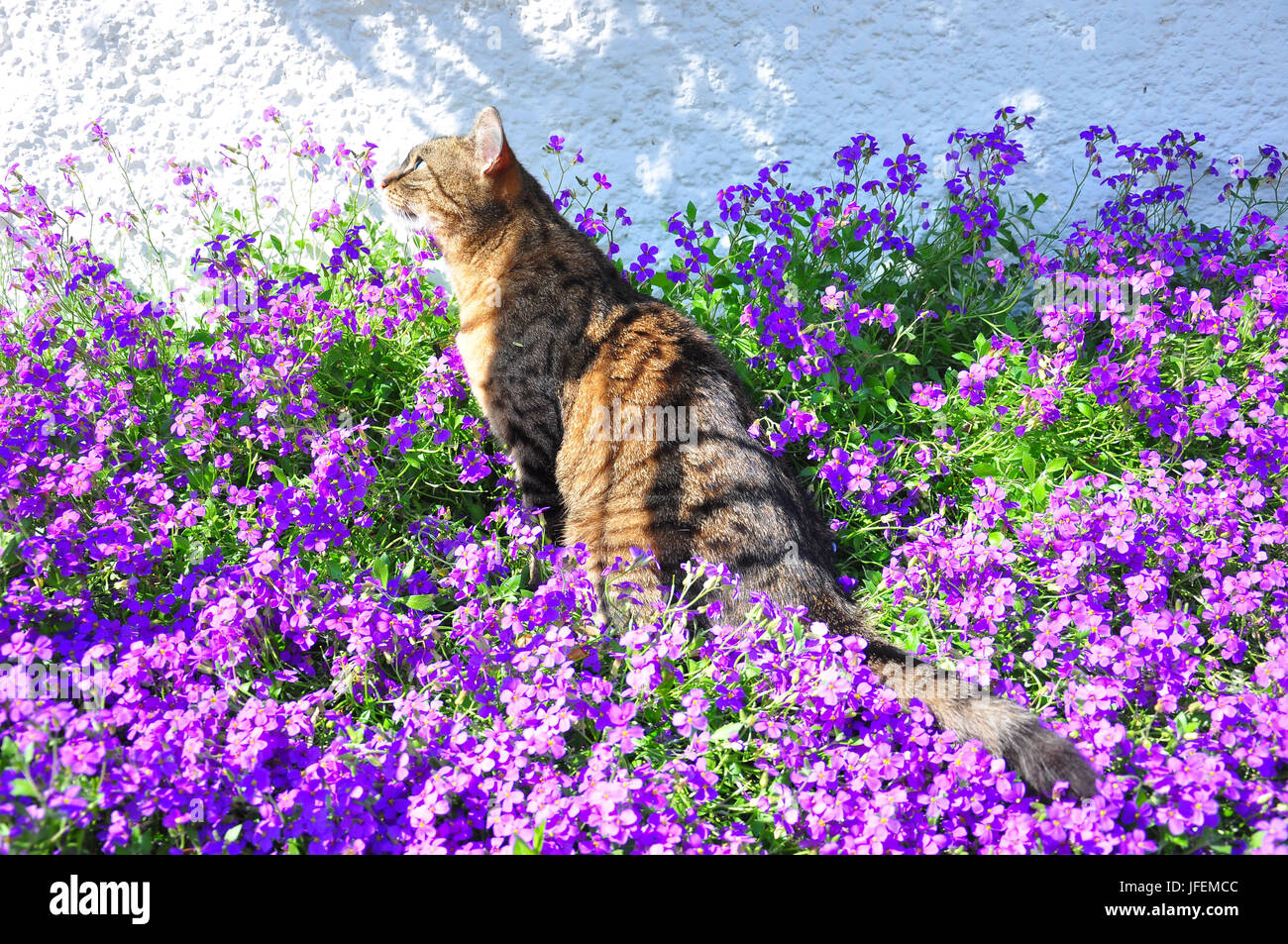 Violet cat hi-res stock photography and images - Alamy