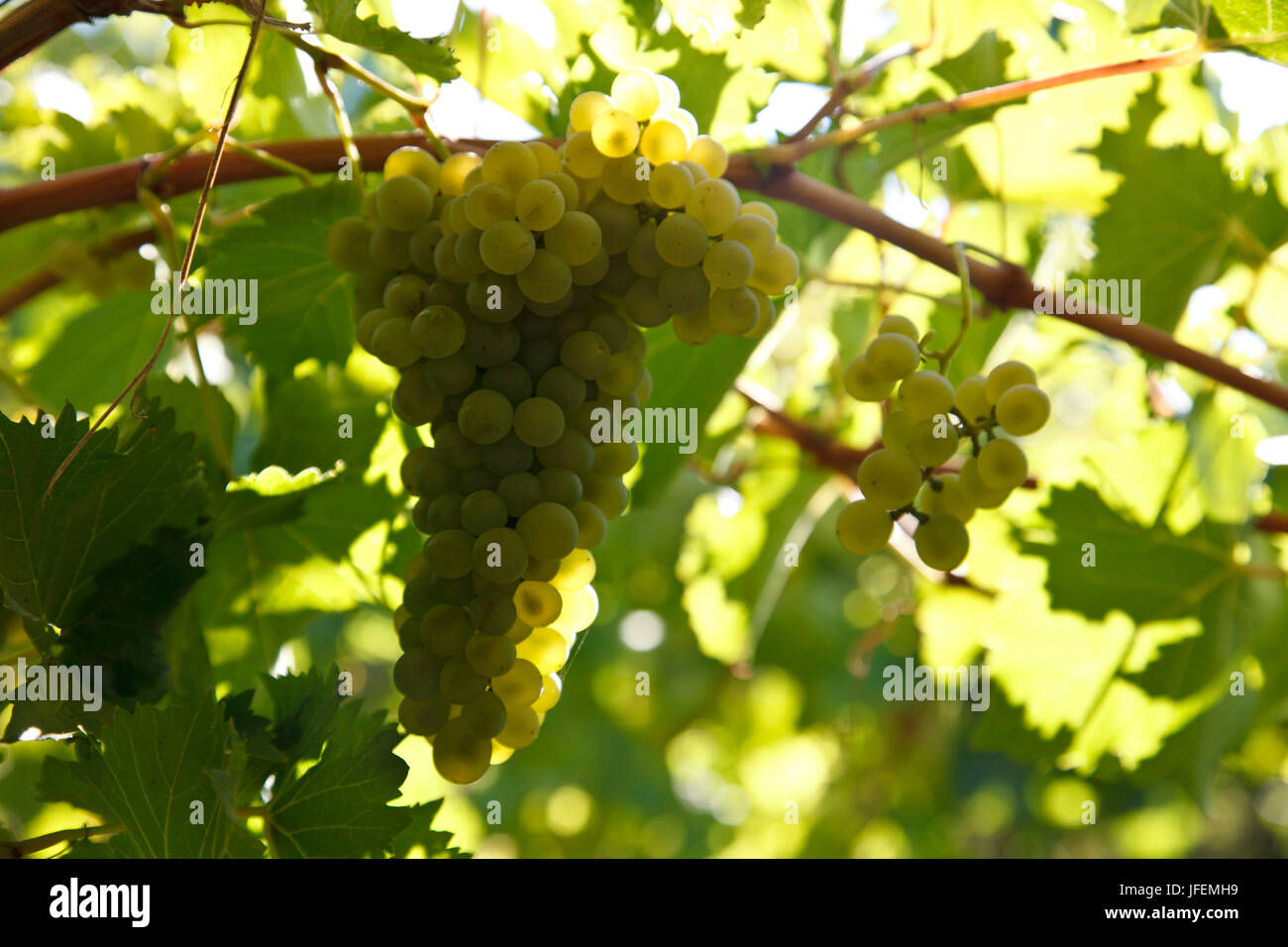 Fair trade sauvignon blanc hi-res stock photography and images - Alamy