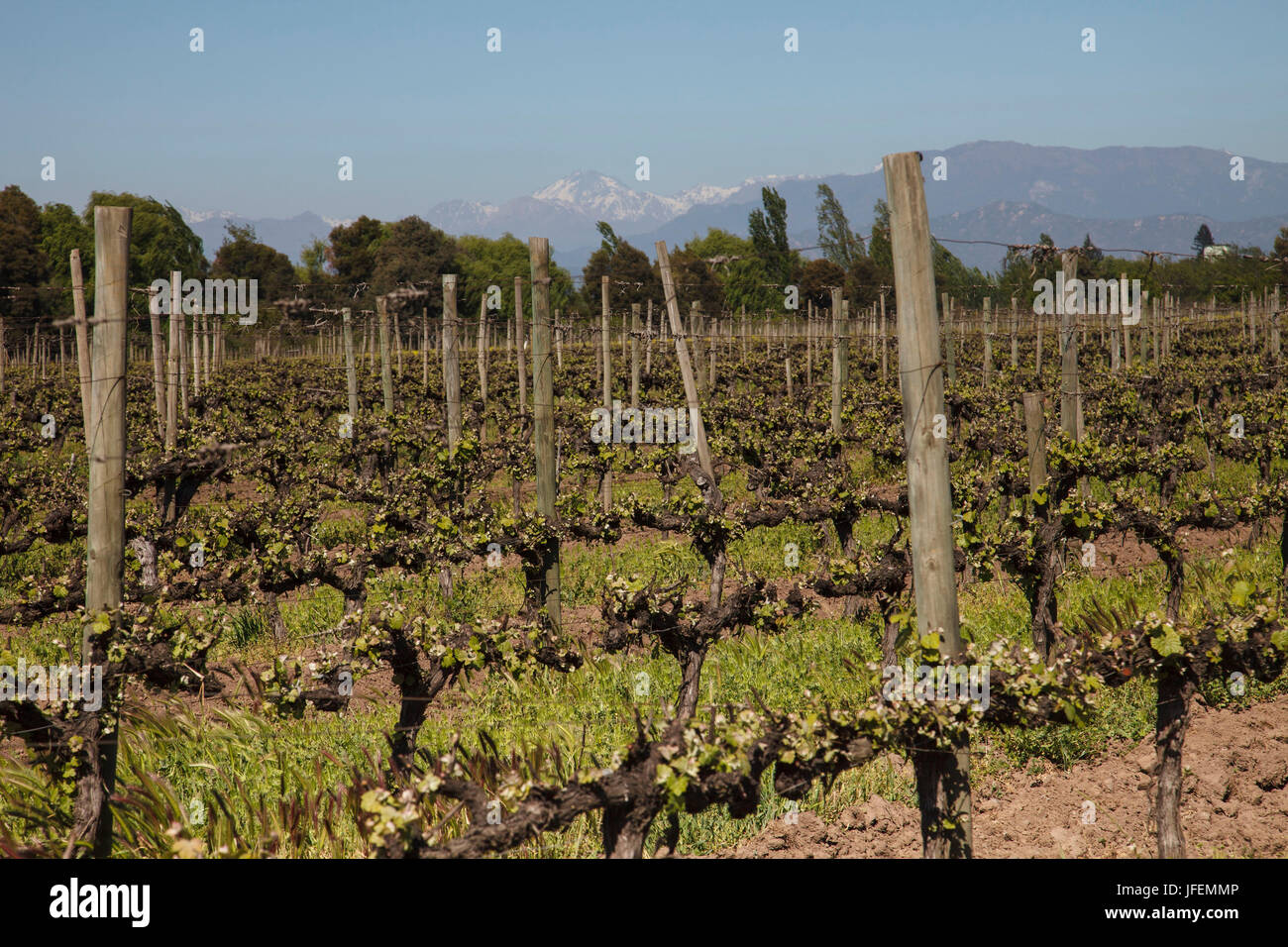 Chile, Valle de Curico, Fairly Trade, wine, wine field in the spring ...