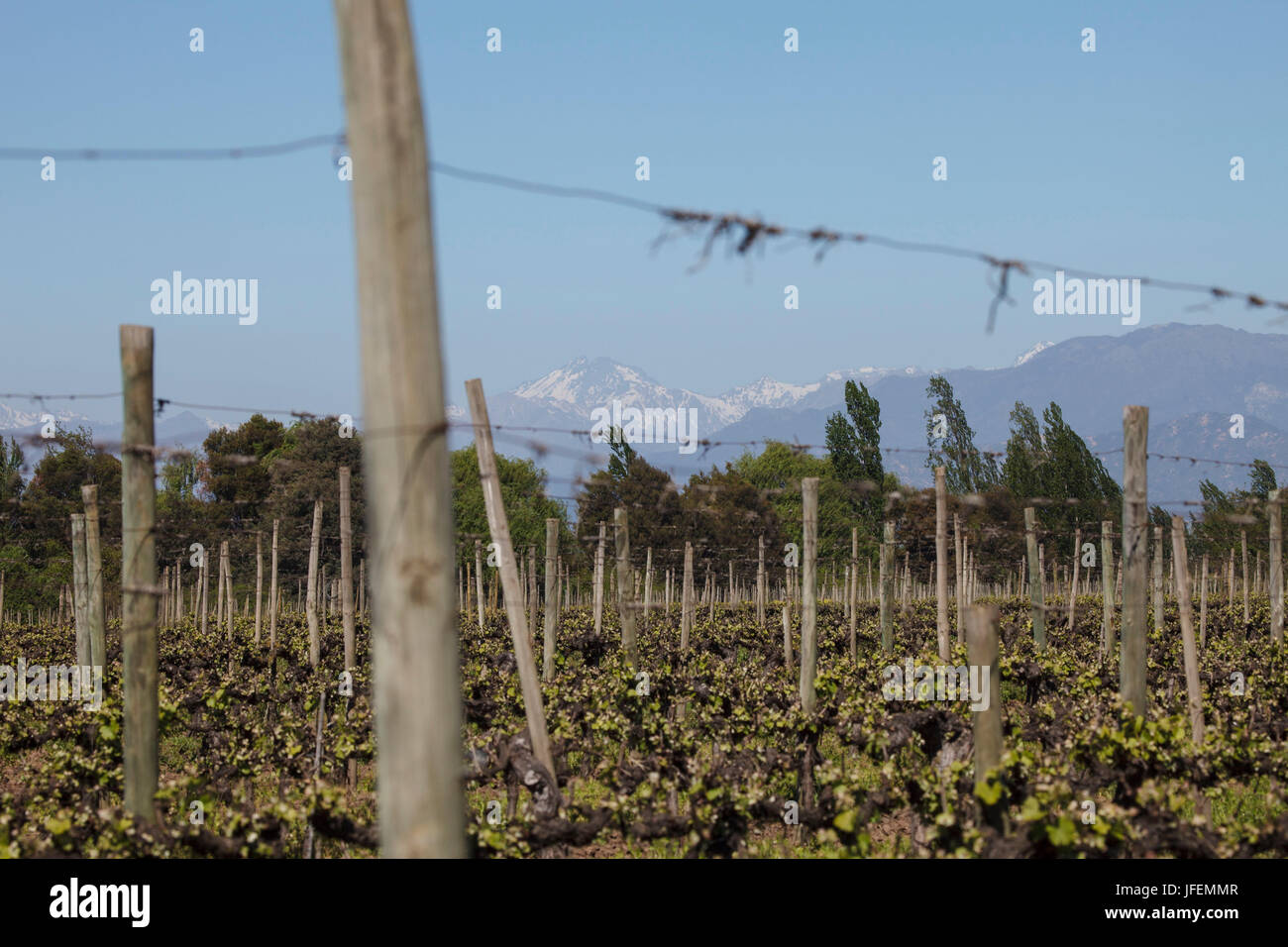 Chile, Valle de Curico, Fairly Trade, wine, wine field in the spring ...