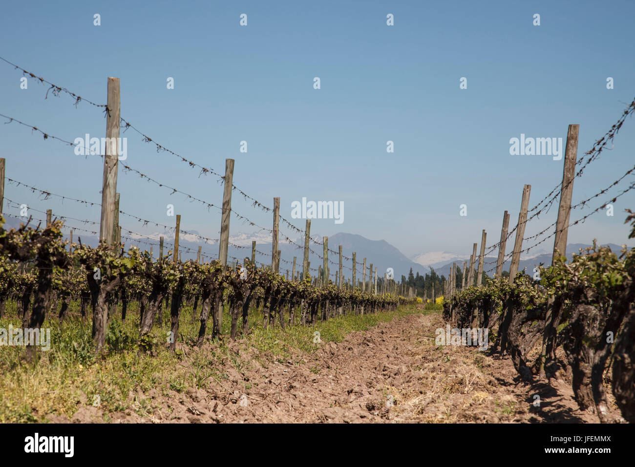 Chile, Valle de Curico, Fairly Trade, wine, wine field in the spring ...