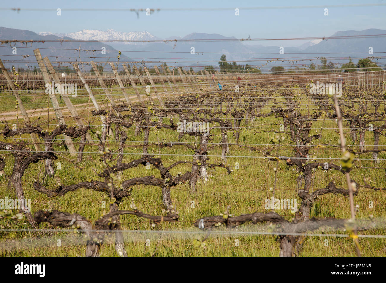 Chile, Valle de Curico, Fairly Trade, wine, wine field in the spring ...