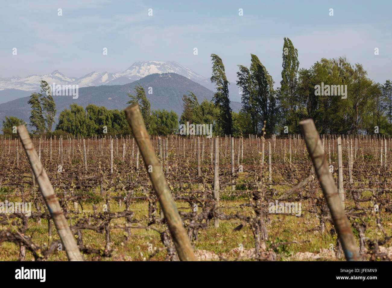 Chile, Valle de Curico, Fairly Trade, wine, wine field in the spring ...