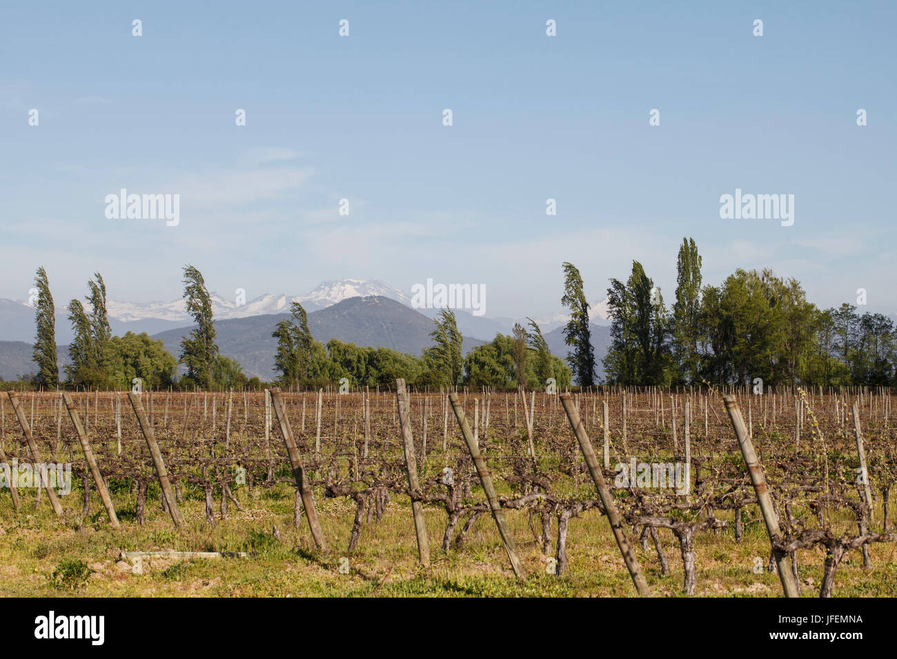 Chile, Valle de Curico, Fairly Trade, wine, wine field in the spring ...
