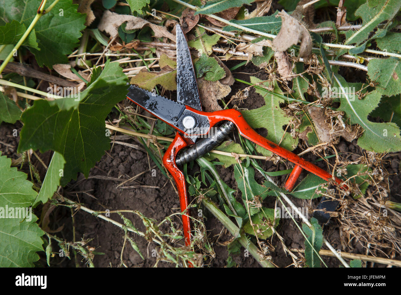 Chile, Valle de Curico, Fairly Trade, wine, vintage, vine scissors ...