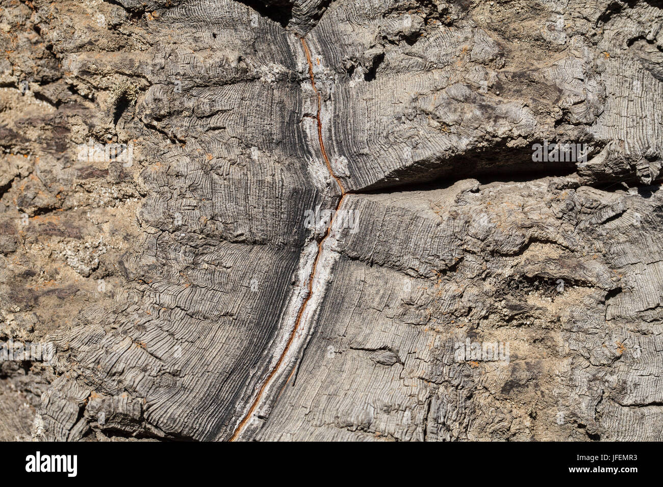 Bark to cortex hi-res stock photography and images - Alamy