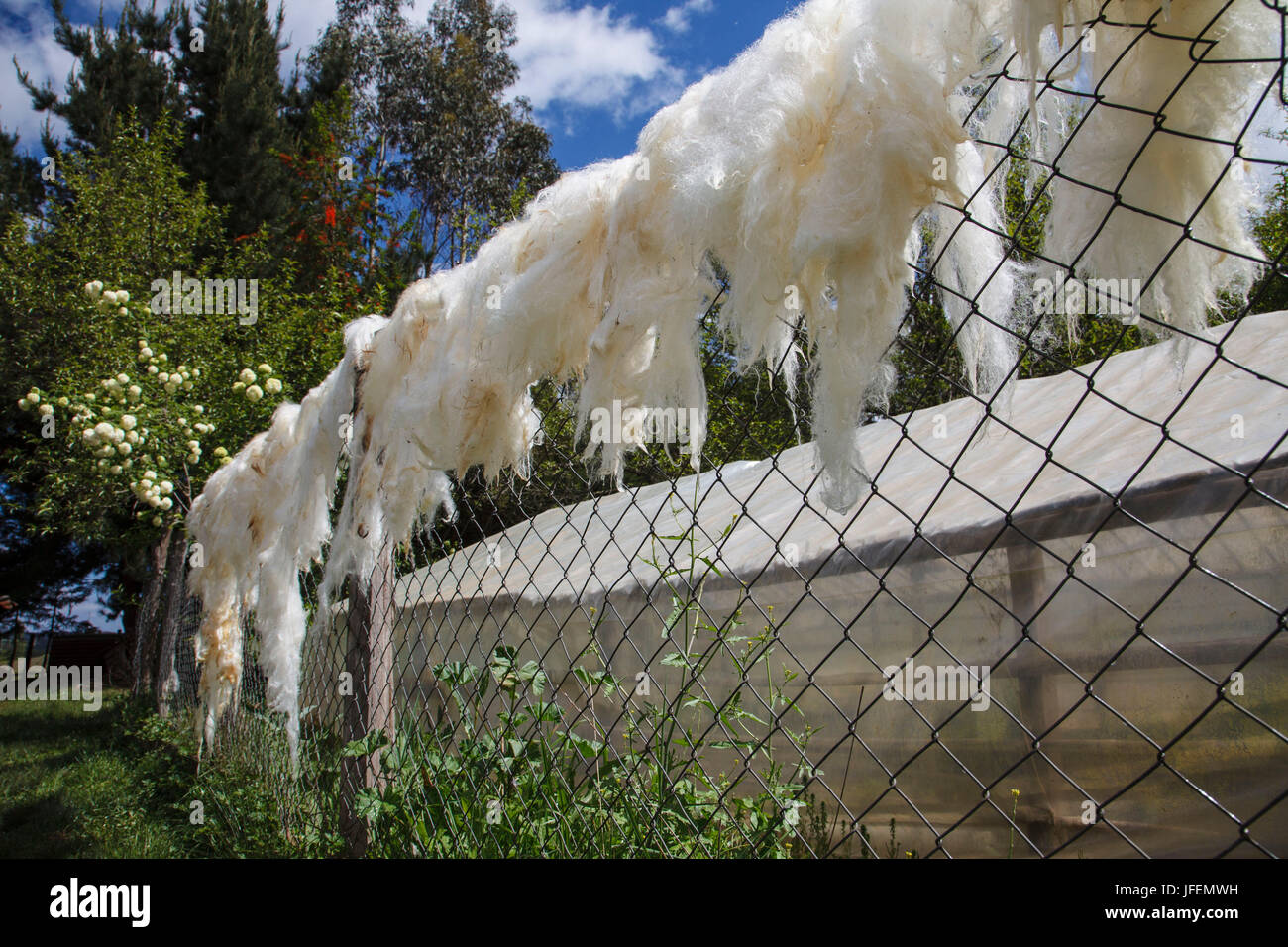 Chile, Araucania, Temuco, Mapuche, Fairly Trade, textiles, drying of ...