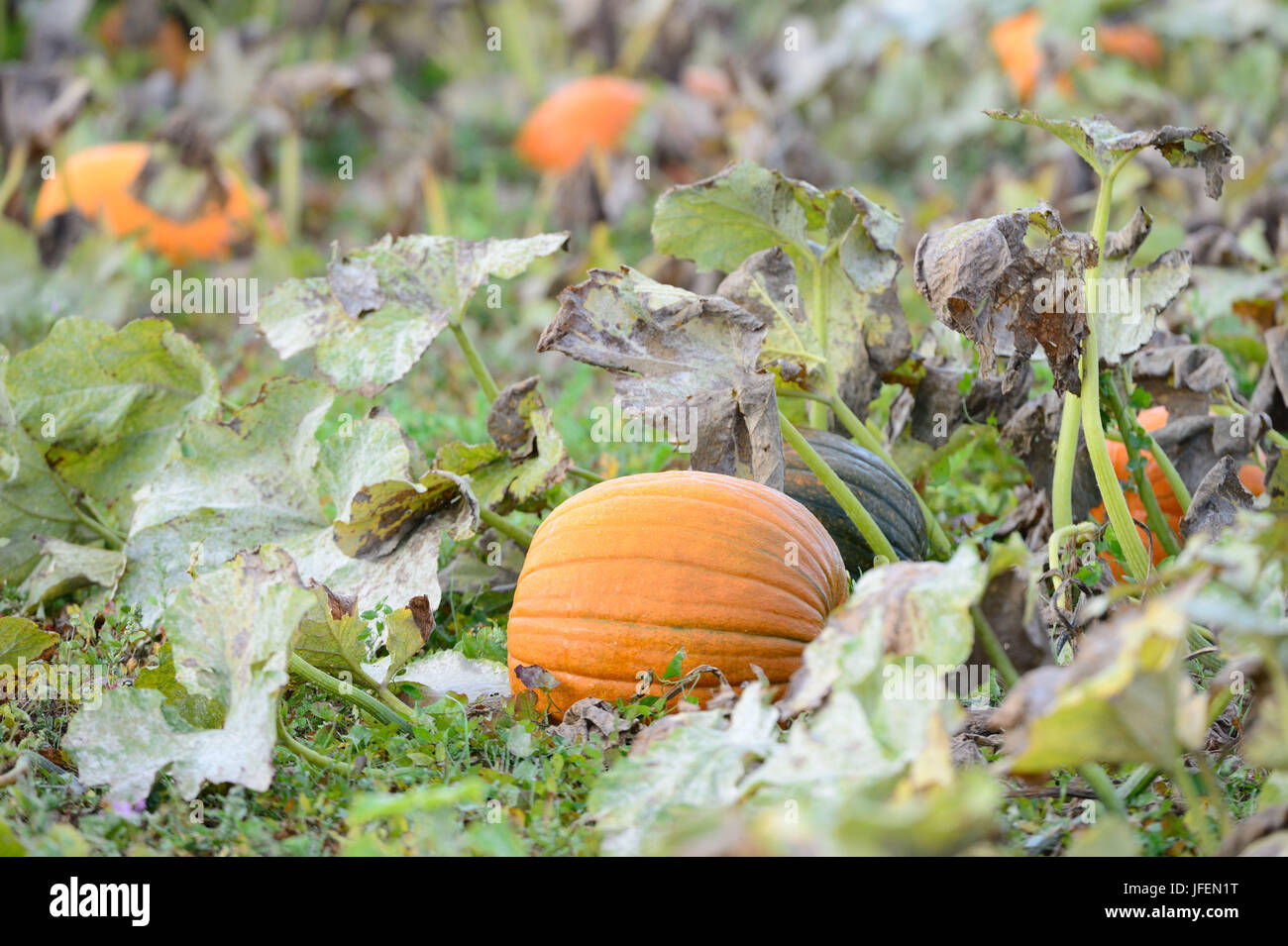 Pumpkat plants hi-res stock photography and images - Alamy