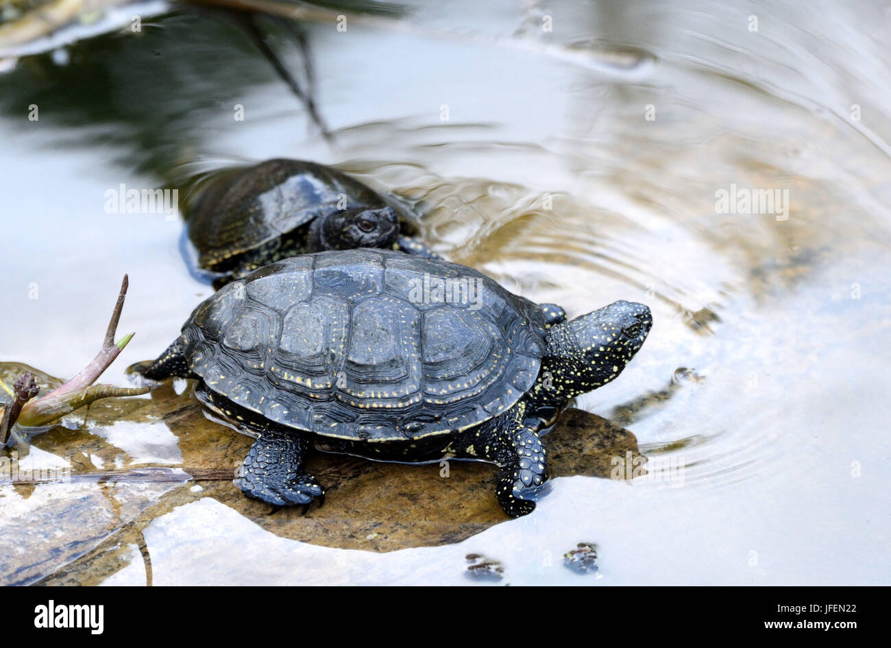Terrapins hi-res stock photography and images - Alamy