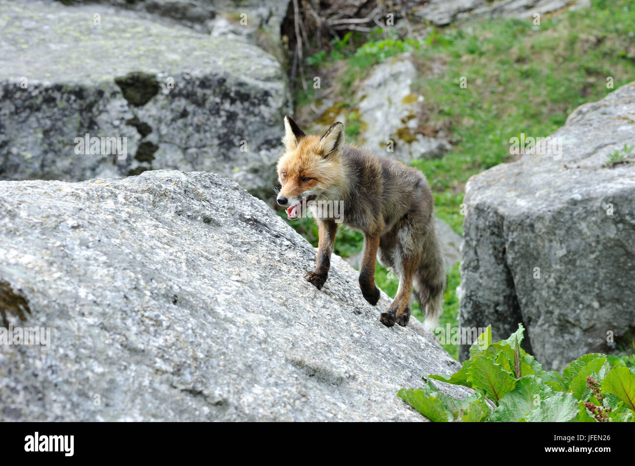 Fox, red fox, mountain fox Stock Photo - Alamy