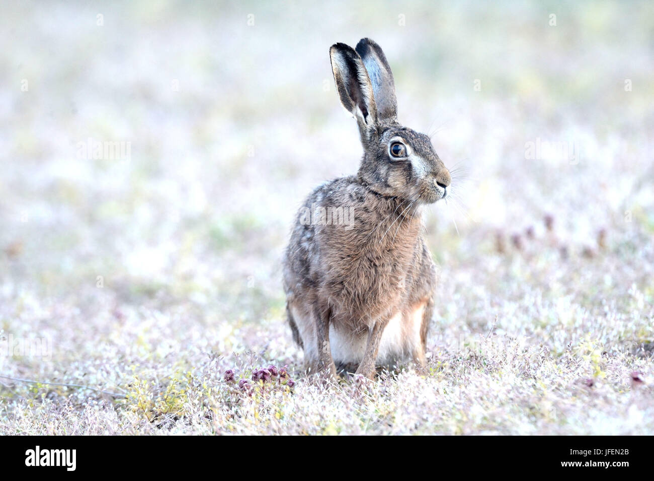 brown hare, hare Stock Photo - Alamy