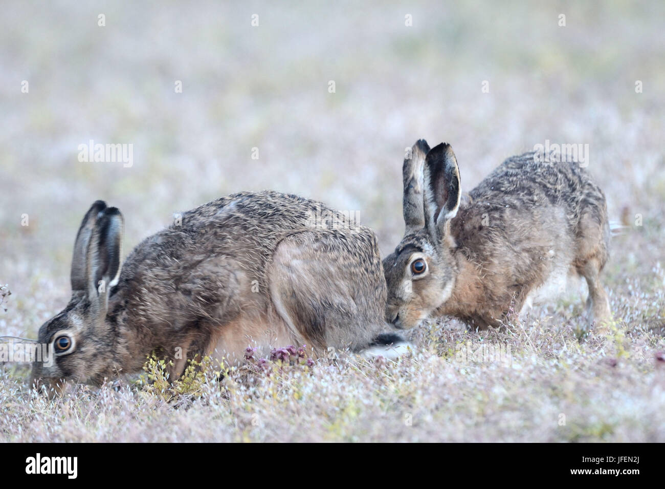 brown hares, hares Stock Photo - Alamy