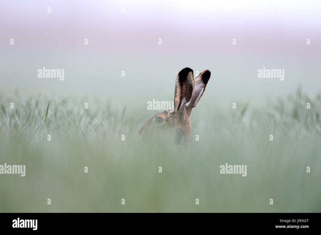 brown hare, hare Stock Photo - Alamy