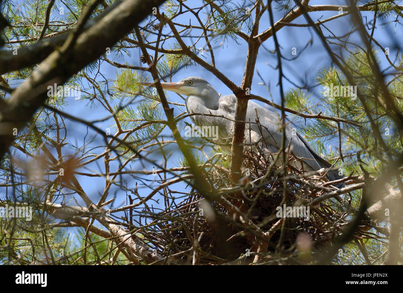 Grey heron nest hi-res stock photography and images - Alamy