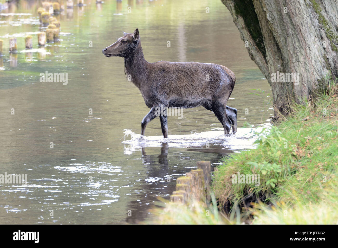 Bald deer hi-res stock photography and images - Alamy
