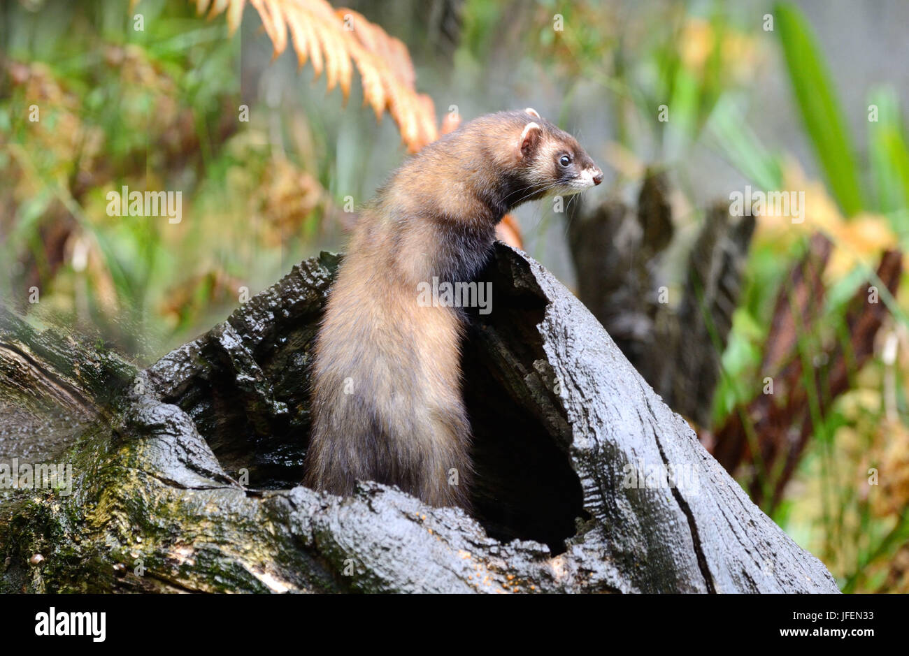 Polecat in autumn Stock Photo - Alamy