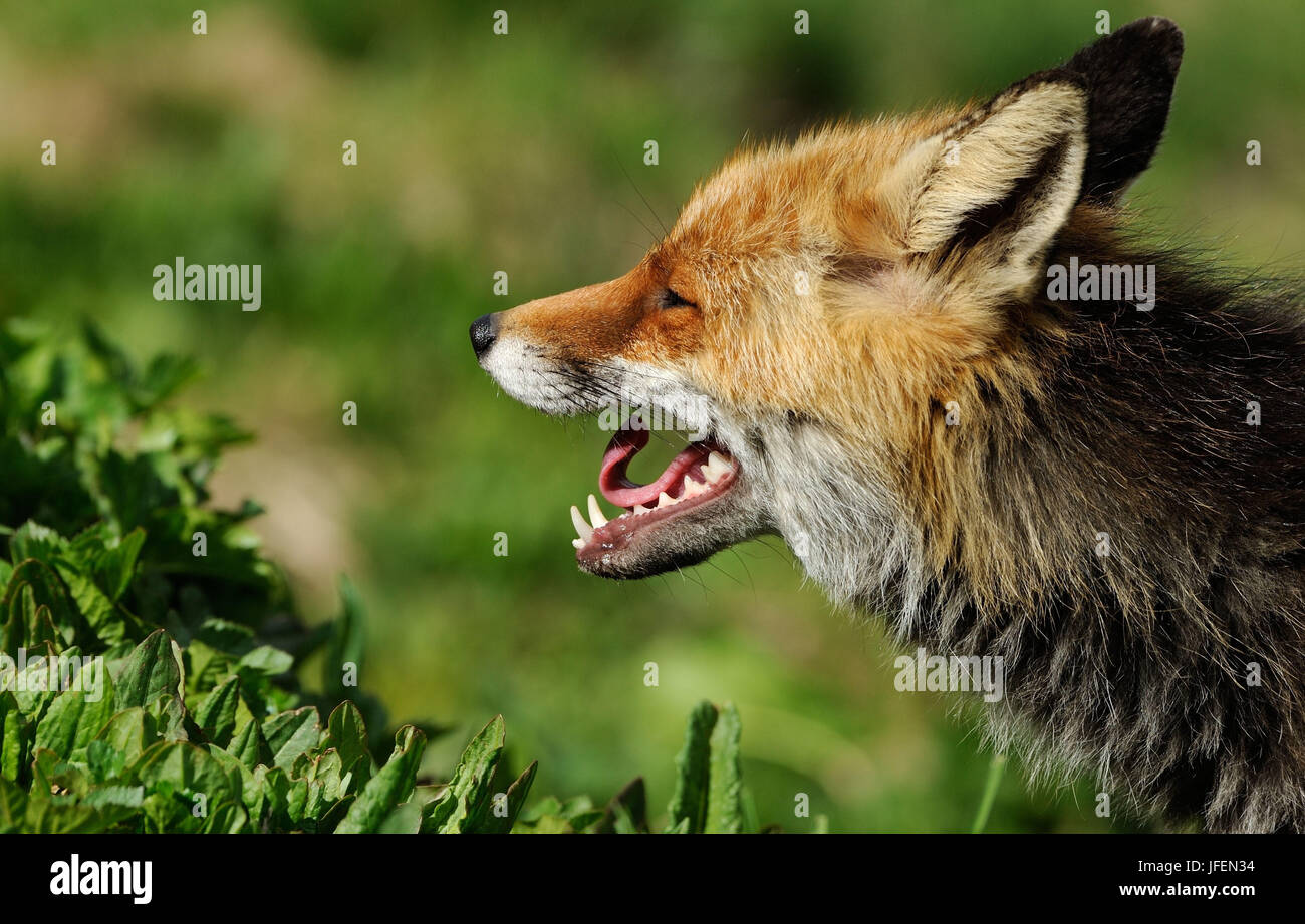 Fox, red fox, mountain fox Stock Photo - Alamy