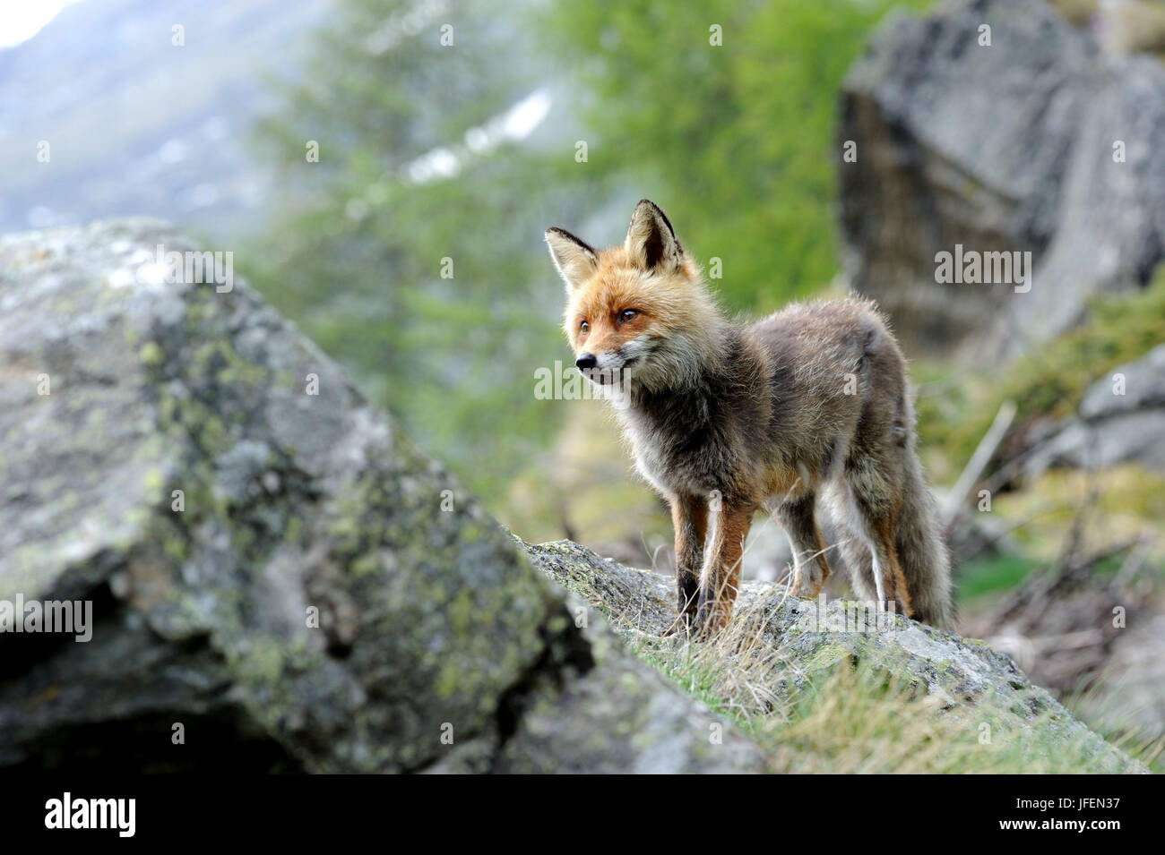 Fox, red fox, mountain fox Stock Photo - Alamy
