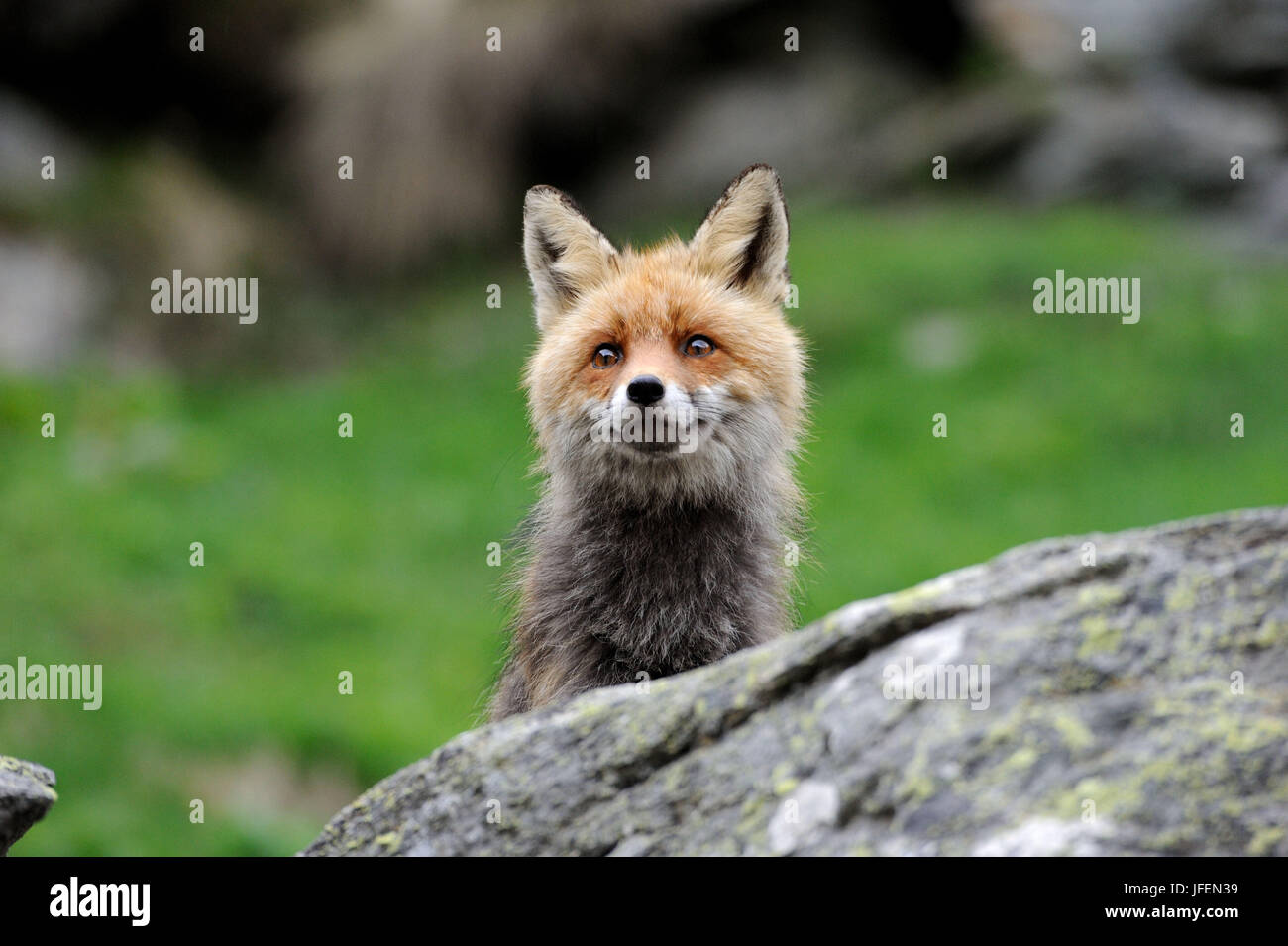 Mountain fox hi-res stock photography and images - Alamy