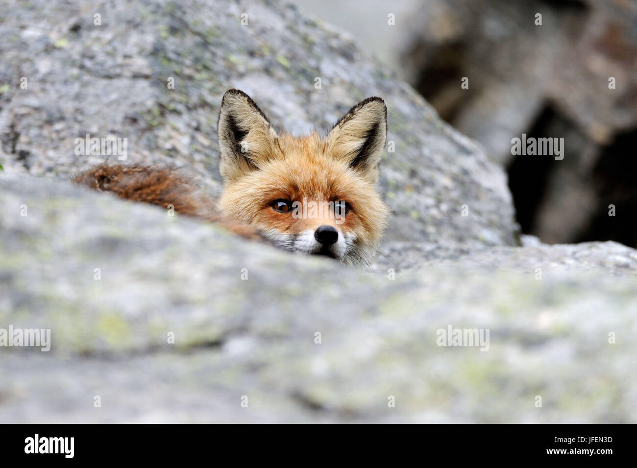 Fox, red fox, mountain fox Stock Photo - Alamy