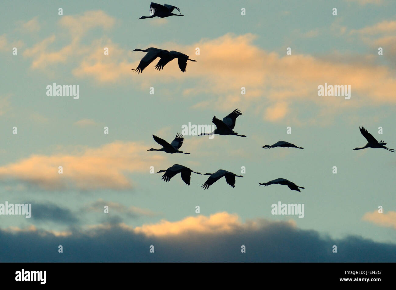 Cranes in the flight Stock Photo - Alamy