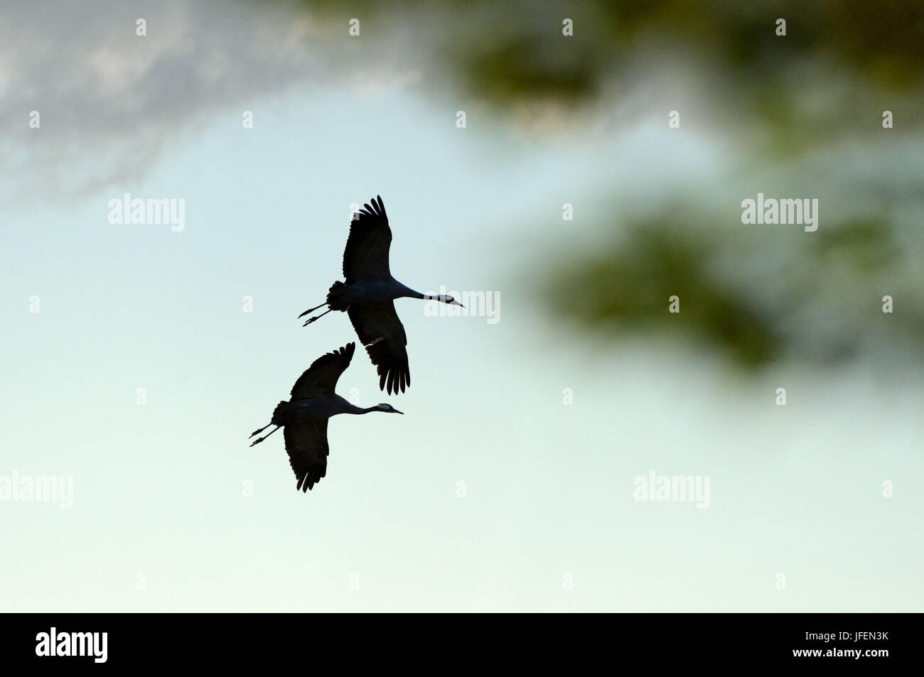 Two cranes in flight hi-res stock photography and images - Alamy