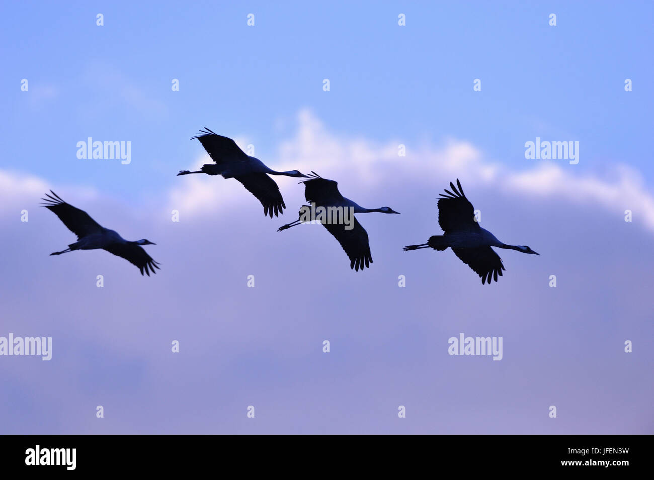 Cranes in the flight Stock Photo - Alamy