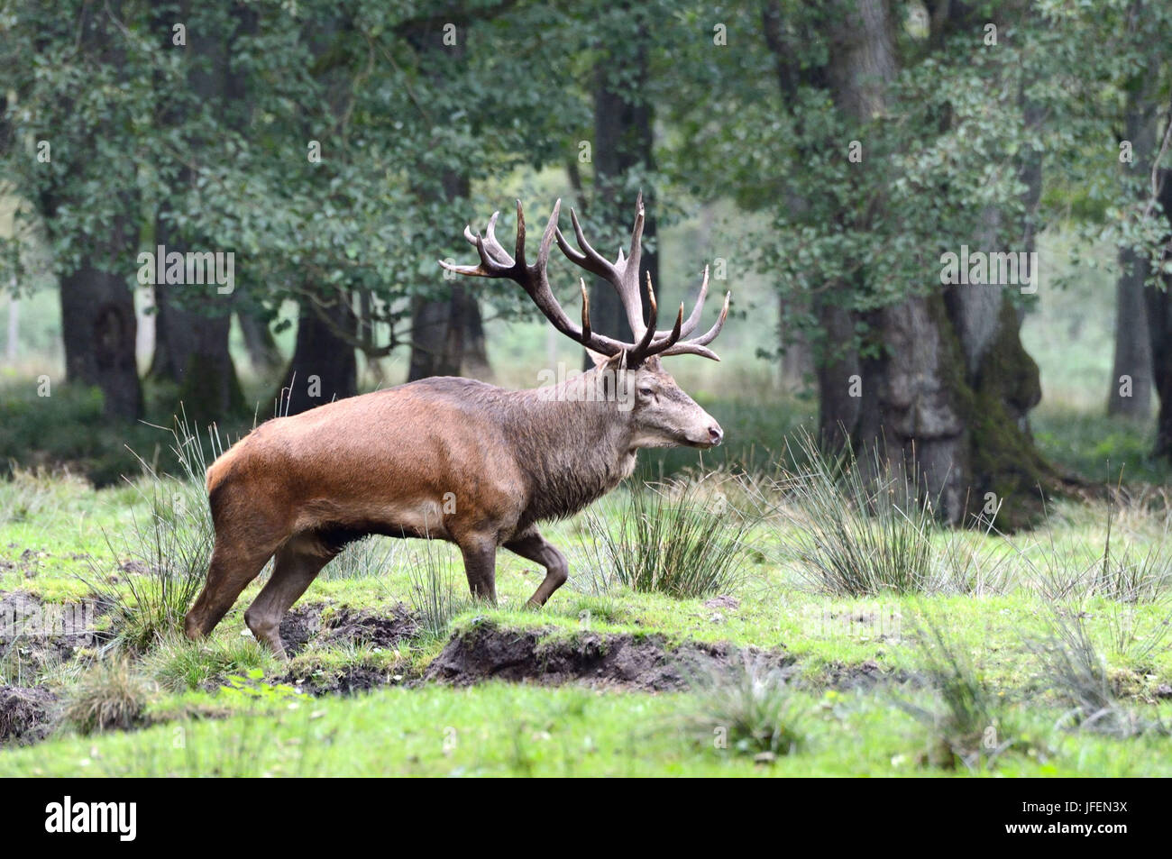 Red deer, red deer Stock Photo - Alamy