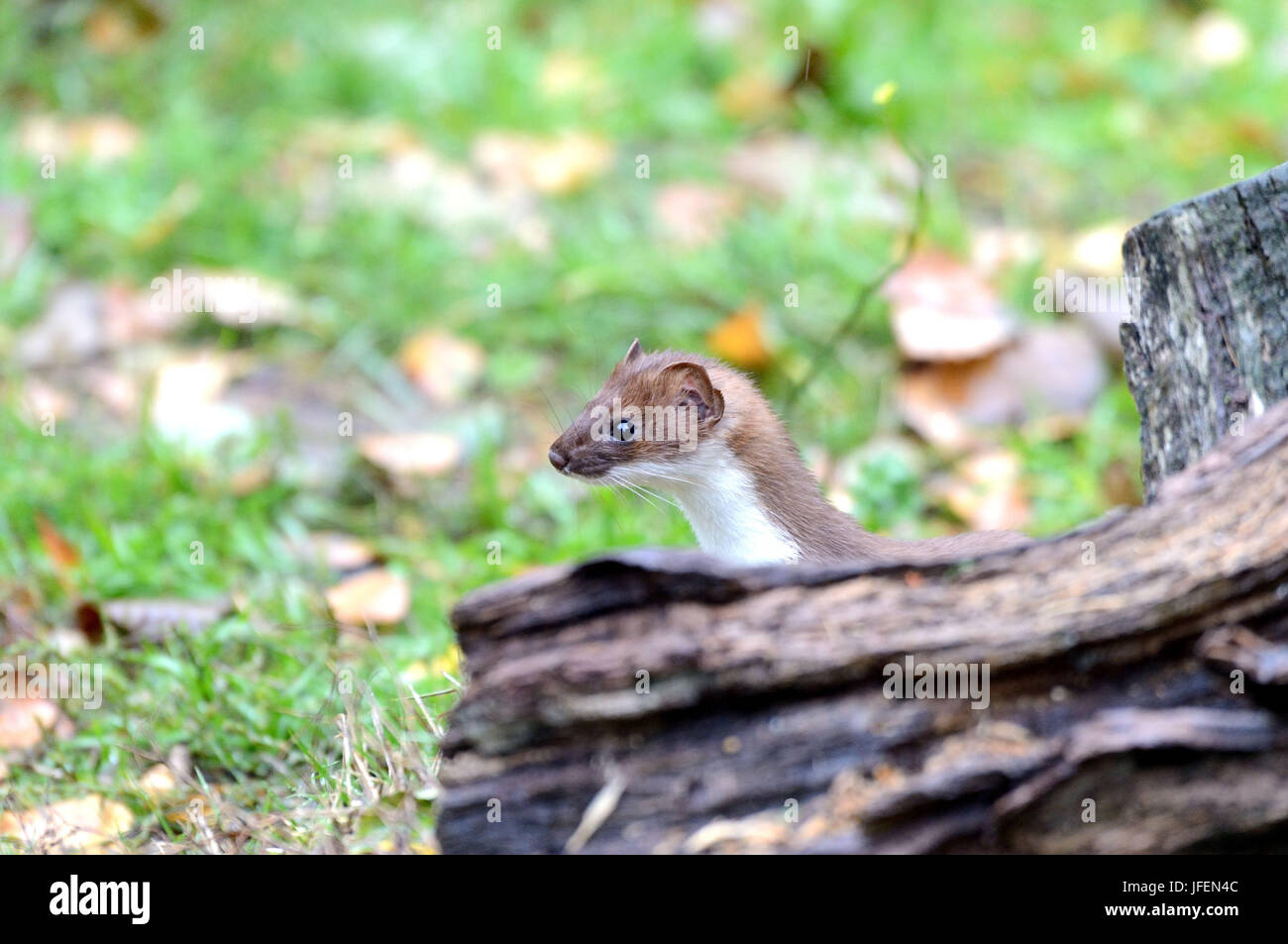 Ermine, big mouse weasel Stock Photo - Alamy