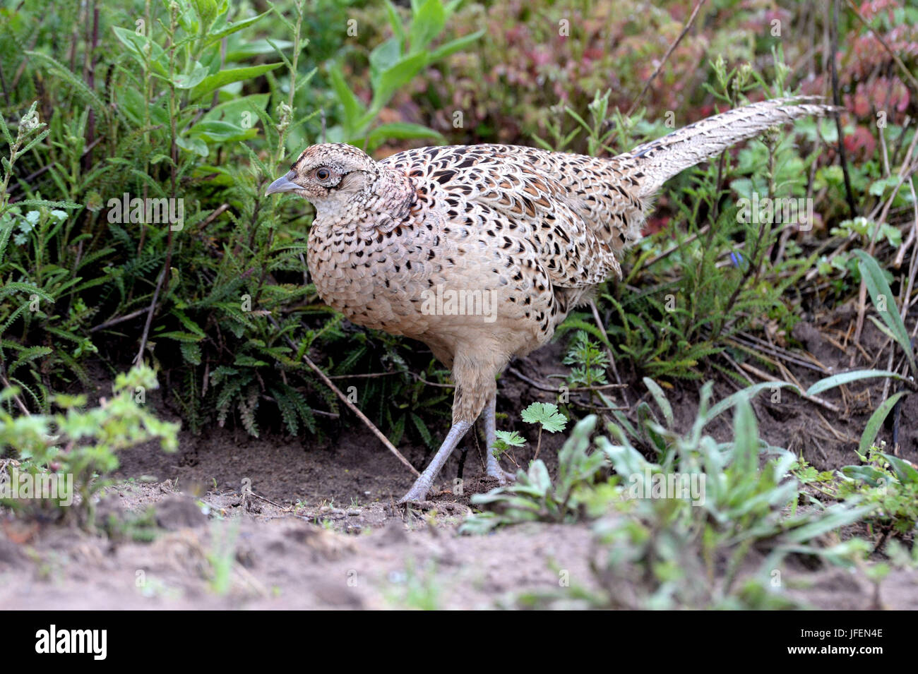 Pheasant, pheasant hen Stock Photo - Alamy
