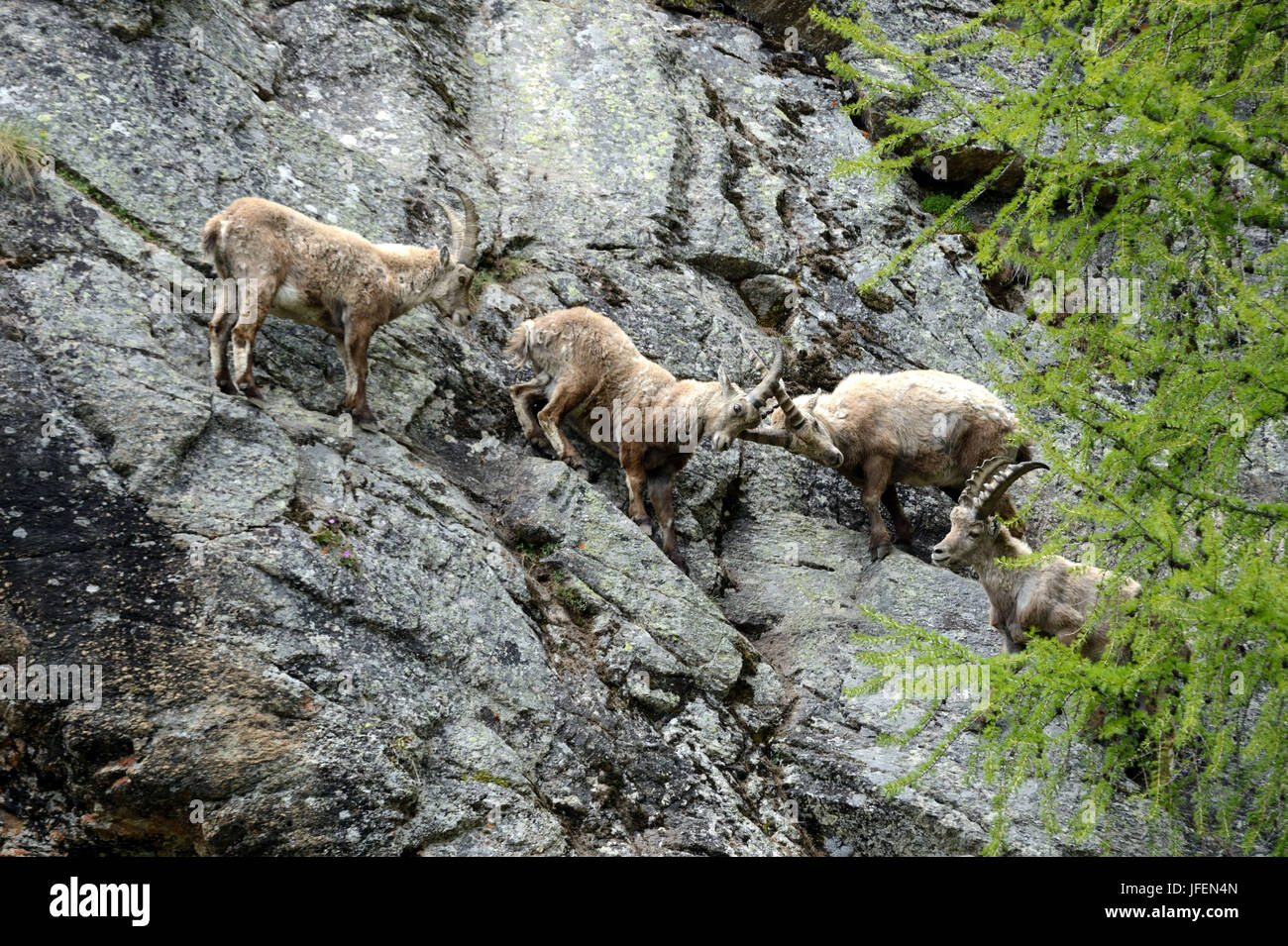 Ibex support hi-res stock photography and images - Alamy