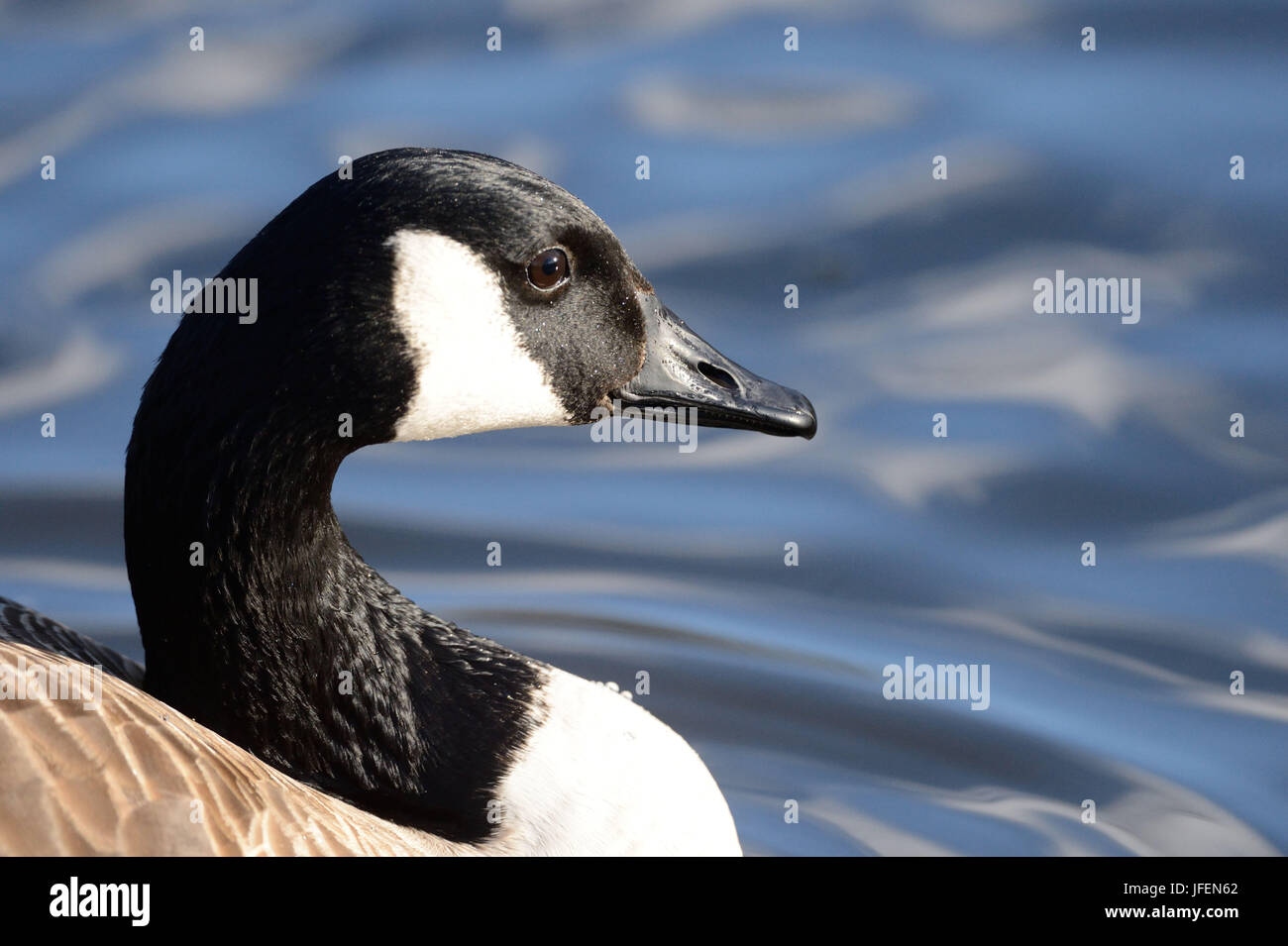 Real goose hi-res stock photography and images - Alamy