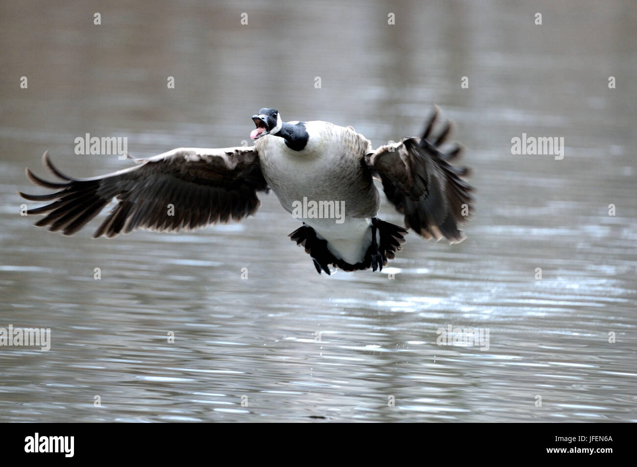 Real goose hi-res stock photography and images - Alamy