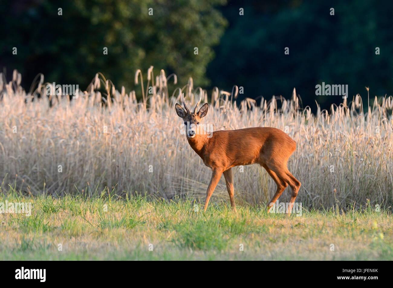 Roebuck in the field edge Stock Photo - Alamy