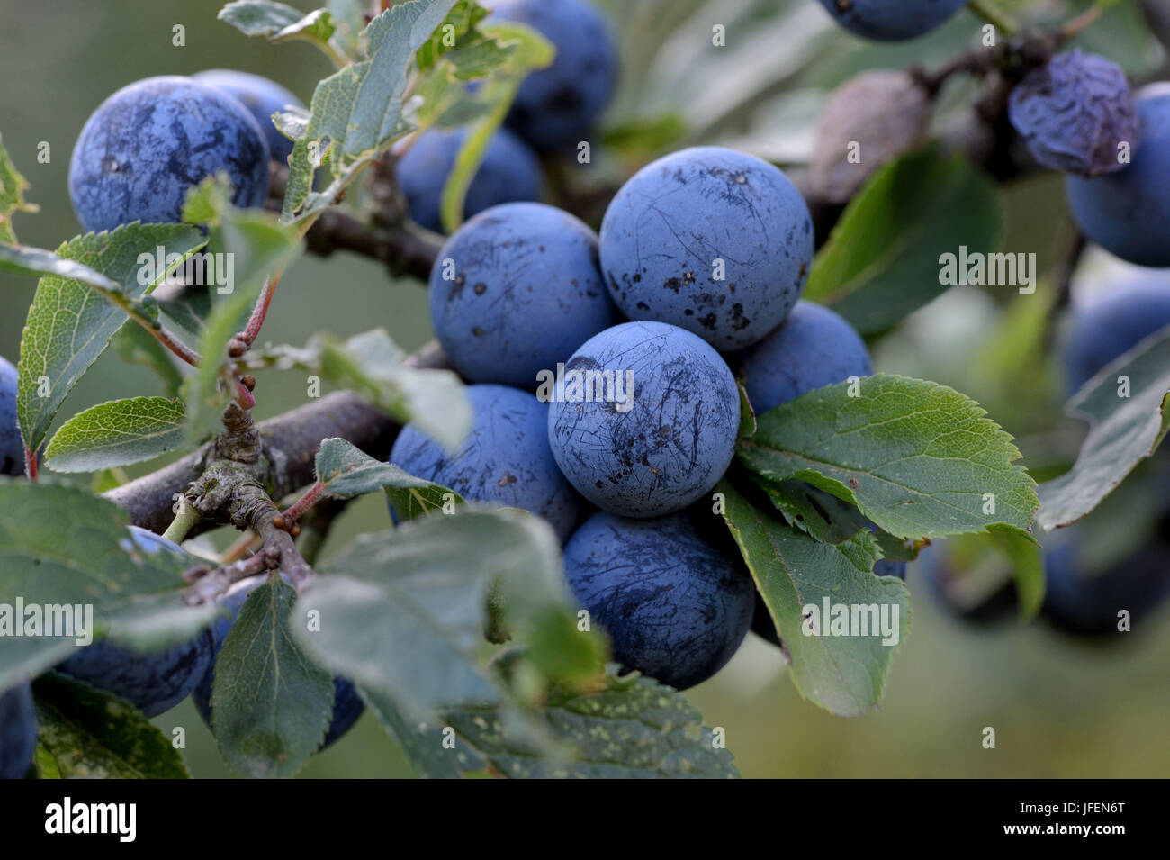 Sloe Spike High Resolution Stock Photography and Images - Alamy