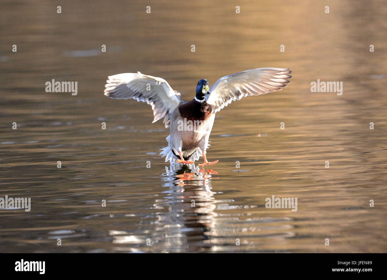 Mallard in the flight Stock Photo - Alamy