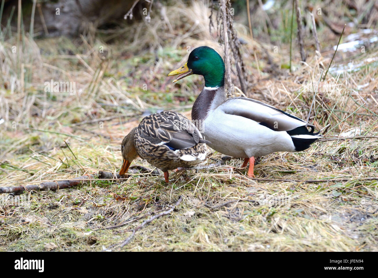 Couple of mallards hi-res stock photography and images - Alamy